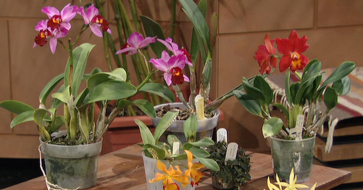 Central Texas Gardener | Orchids Made Easy | PBS