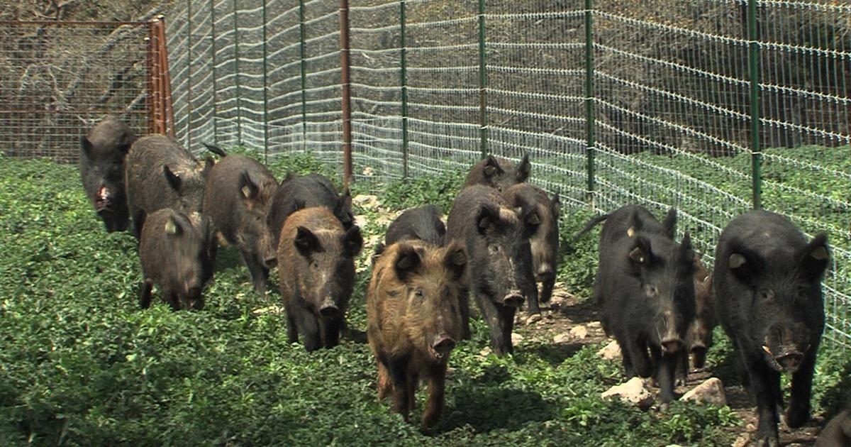 Texas Parks and Wildlife | Feral Hogs, History Keeper & Going to Garner ...