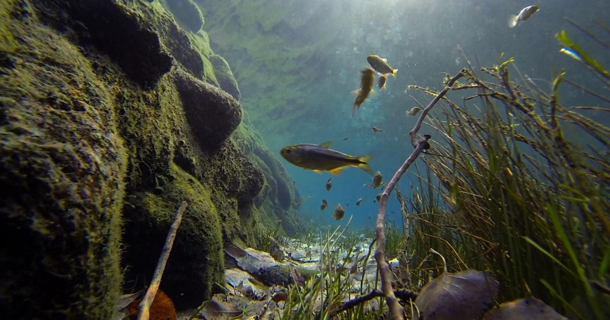 Texas Parks and Wildlife | Pecos Pupfish, Prairie Dogs & Buffalo ...