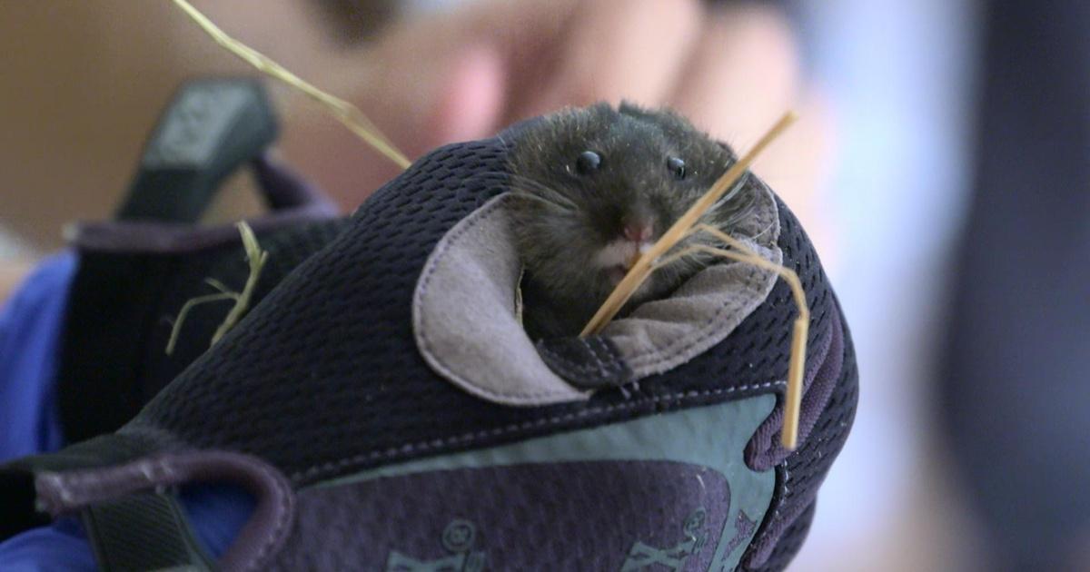 Outdoor Nevada | Saving the Amargosa Vole | Season 1 | Episode 113 | PBS