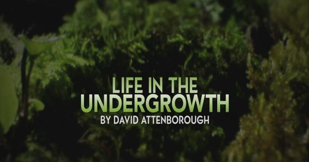 Vegas PBS | Life in the Undergrowth Promo | PBS