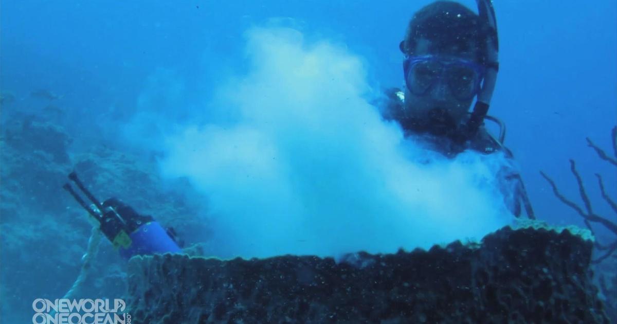 Real Orange | One World One Ocean | PBS