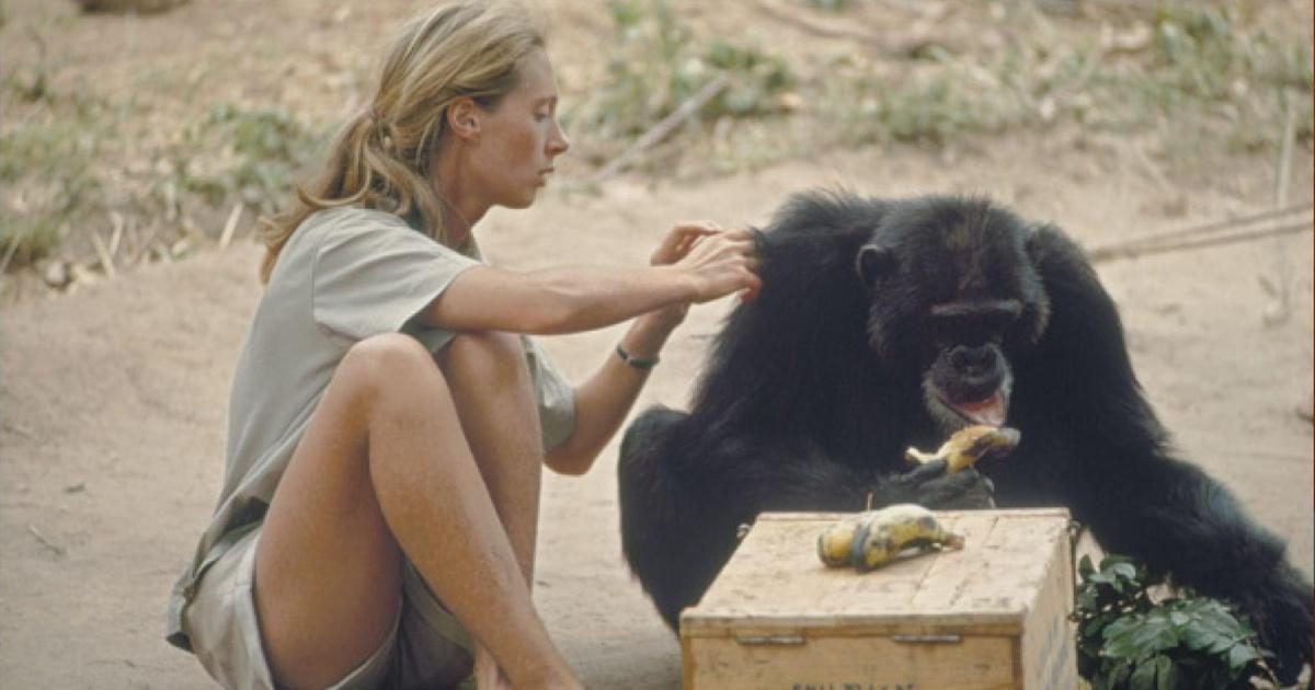 Real Orange | Secret World of Chimpanzees | PBS