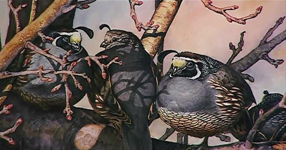 Oregon Art Beat | Wildlife Painter Pam Stoehsler | Season 7 | Episode ...