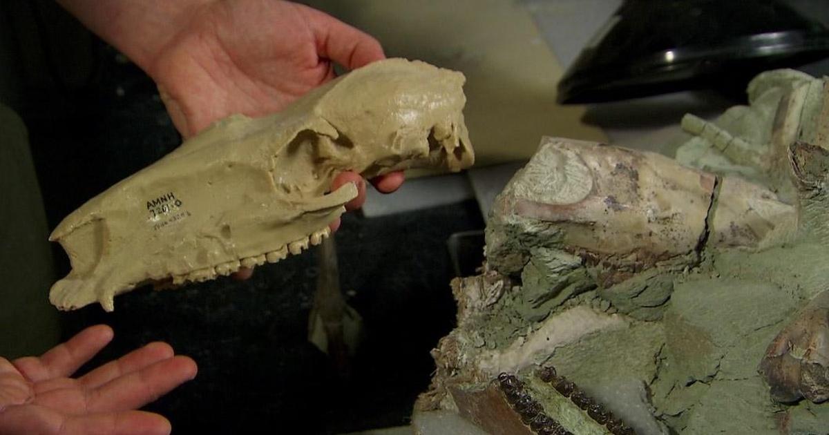 Oregon Experience | Joshua Samuels Describes a Three-toed Fossil Horse ...