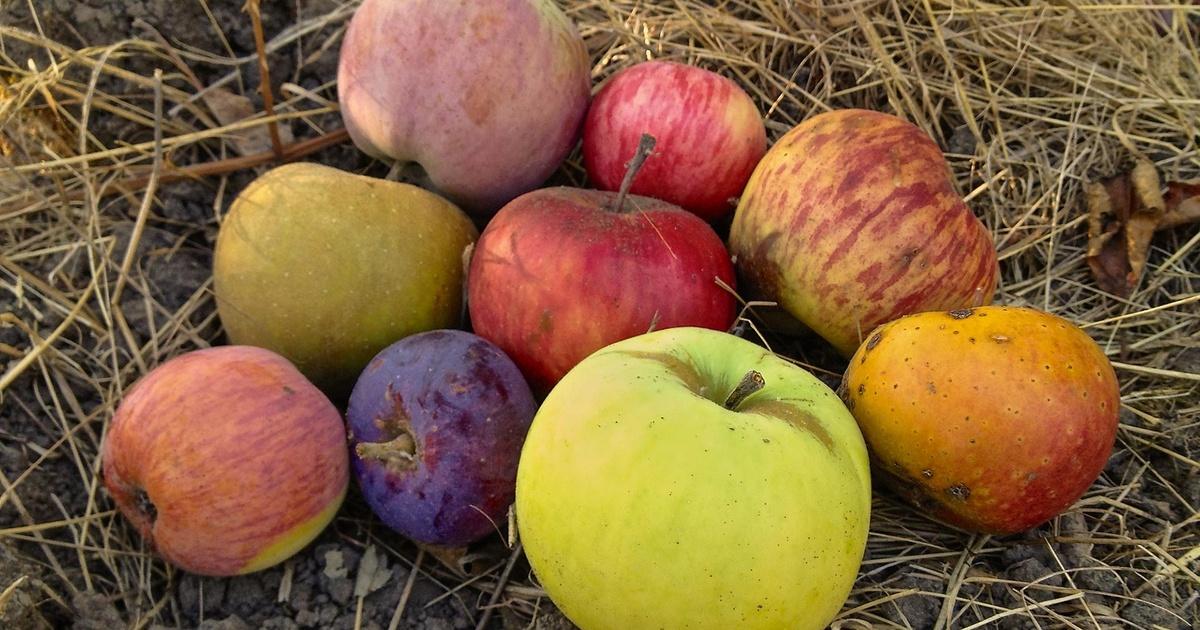 Oregon Field Guide | Apple Detectives | Season 25 | Episode 2505 | SDPB