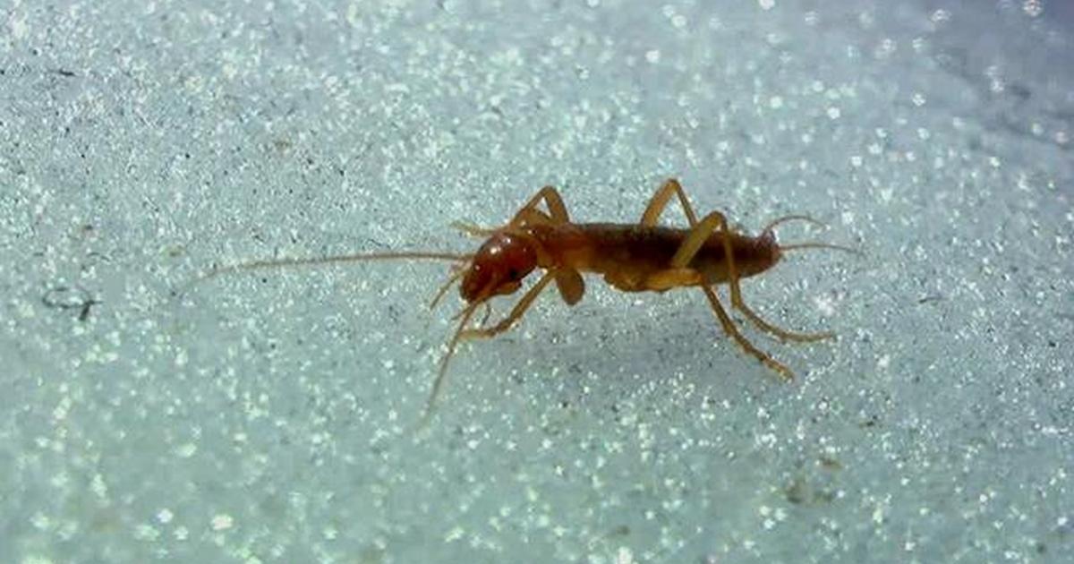 Oregon Field Guide | Ice Crawlers | Season 25 | Episode 2506 | PBS