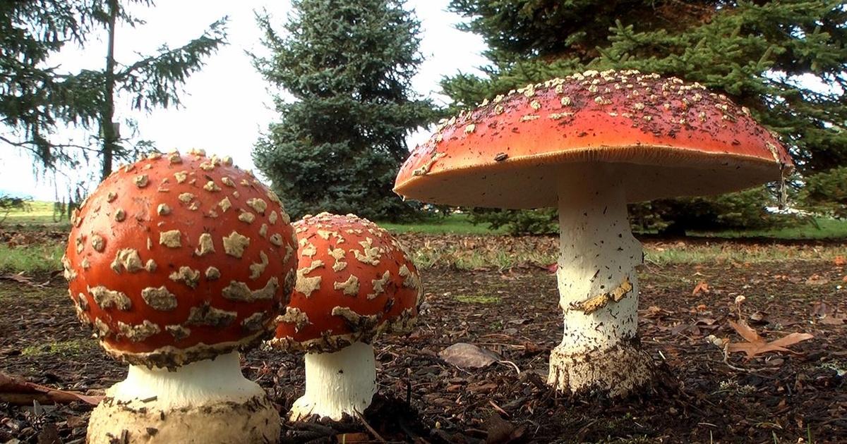 Oregon Field Guide | Mushrooms | Season 25 | Episode 2506 | PBS