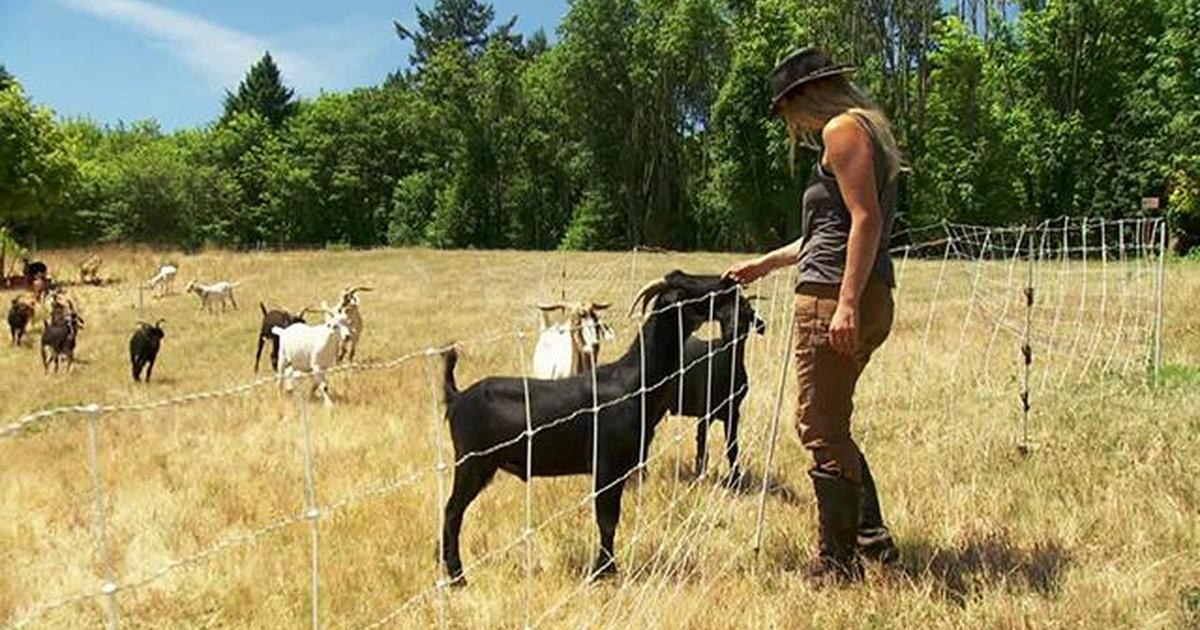 Oregon Field Guide | Working Goats | Season 26 | Episode 2602 | PBS