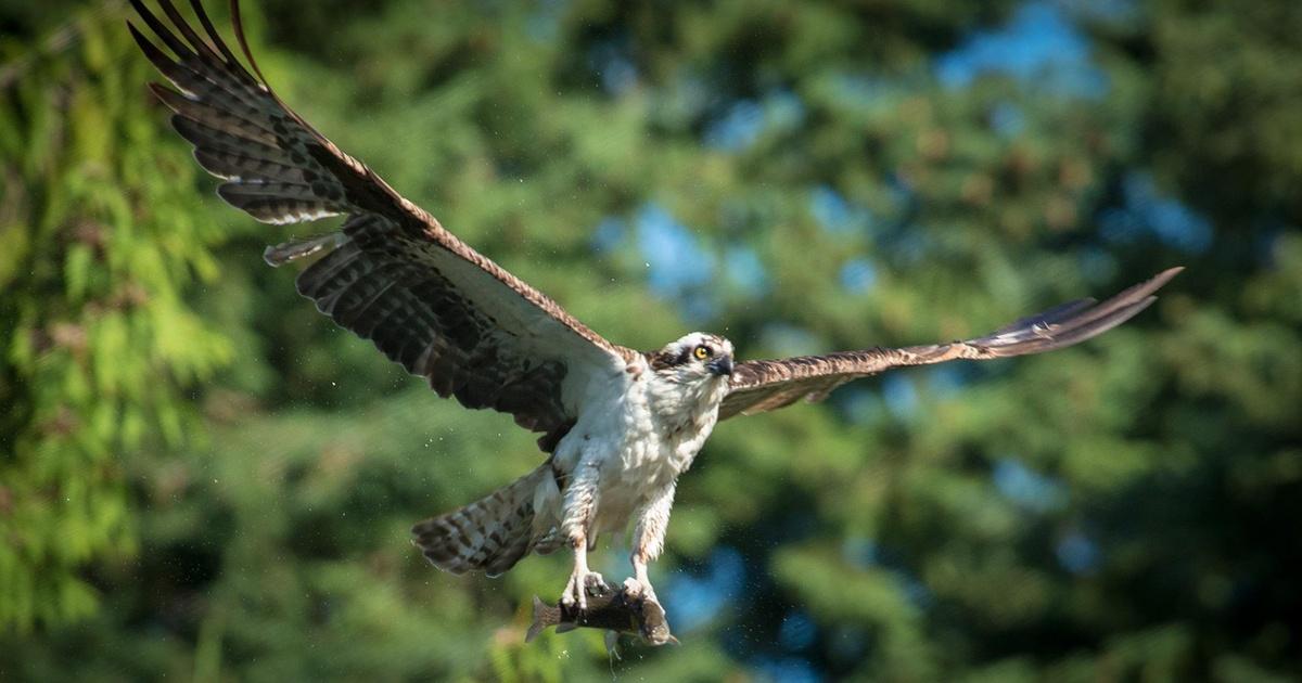 Oregon Field Guide | Osprey Rebound | Season 26 | Episode 2605 | PBS