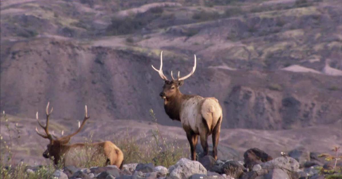 Oregon Field Guide | Elk at Mount St. Helens | Season 23 | Episode 2302 ...