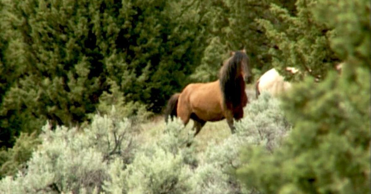 Oregon Field Guide | Reflections of Summer: Wild Kiger Mustangs | PBS