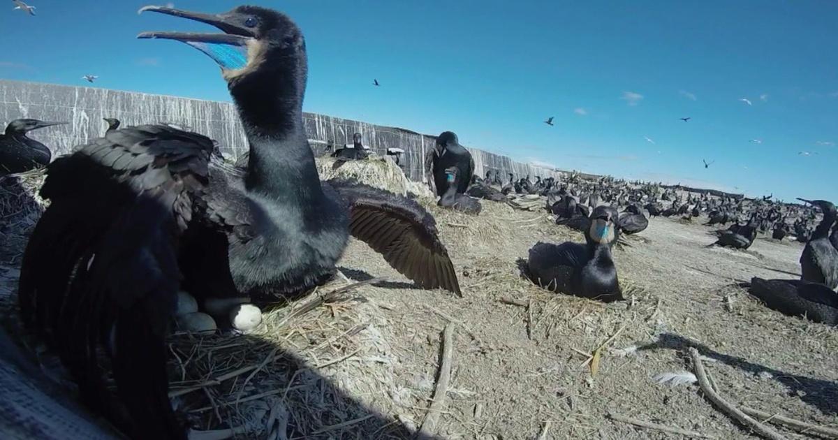 Oregon Field Guide | Cormorant Vs. Salmon, Pasta Seed Pods, Mushroom ...