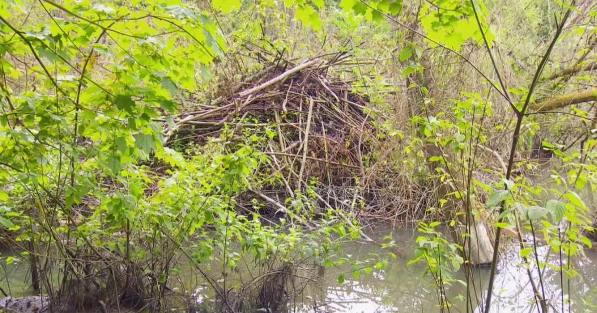 Oregon Field Guide | Urban Beavers | Season 27 | Episode 2704 | SDPB