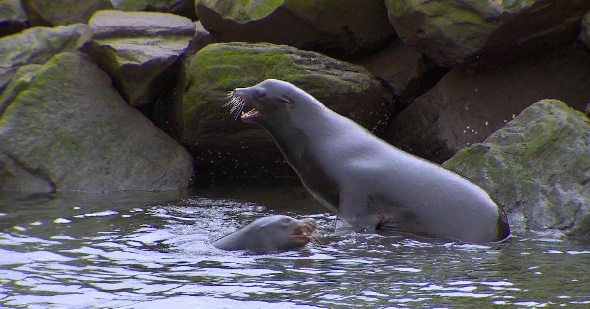 Oregon Field Guide | Sea Lions and Oyster Meroir | Season 27 | Episode ...