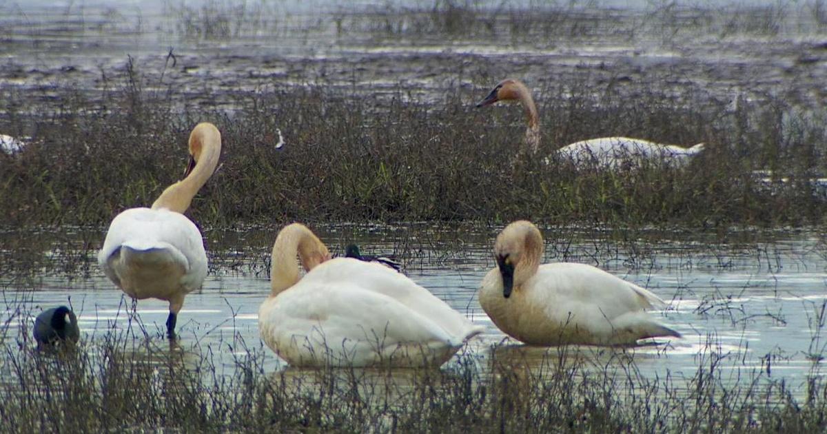 Oregon Field Guide | Ridgefield Photo Essay | Season 27 | Episode 2711 ...