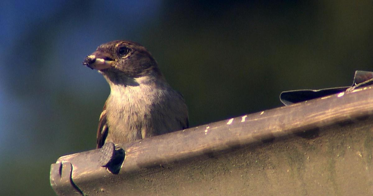 Oregon Field Guide | Backyard Habitat | Season 27 | Episode 2713 | PBS