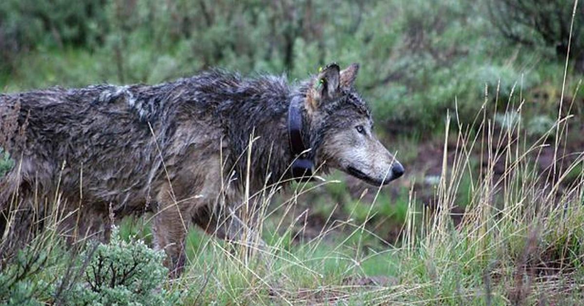 Oregon Field Guide | Living with America's most iconic predator ...