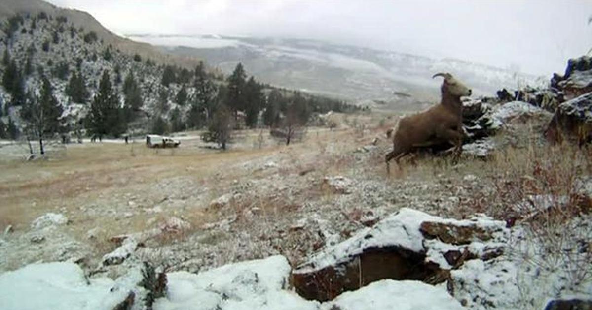 Oregon Field Guide | Bighorn Release; Photogeology Tour; Willamette ...