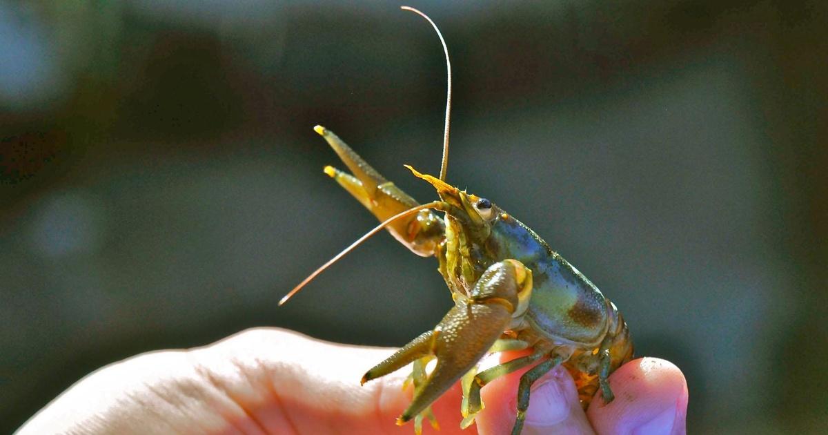 Oregon Field Guide | Crayfish Invasion; Lichen; Heritage Trees ...