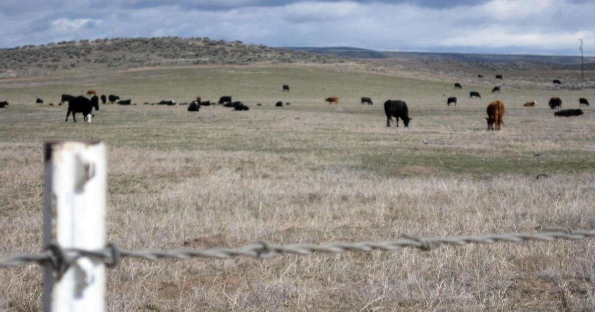 Oregon Field Guide | Cattle Rustling; Sturgeon Balls; Birdathon ...