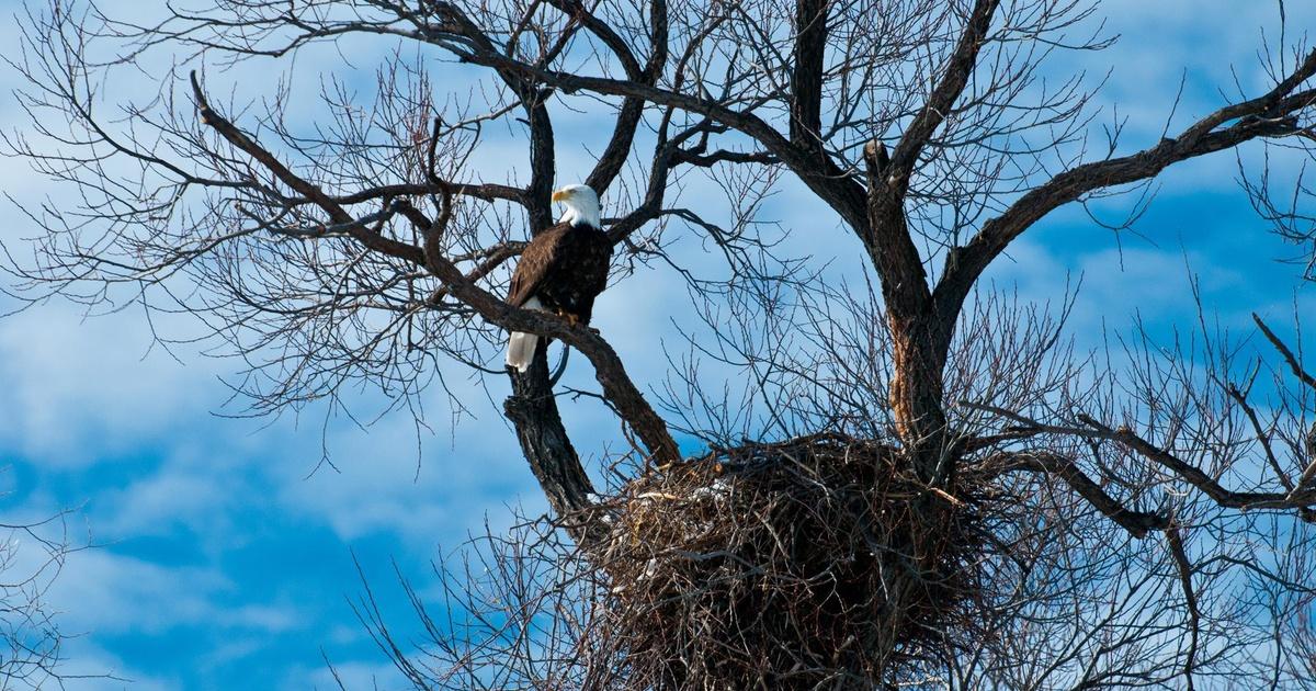 Oregon Field Guide | Bald Eagle Recovery; Jim Anderson; Cyclocross ...