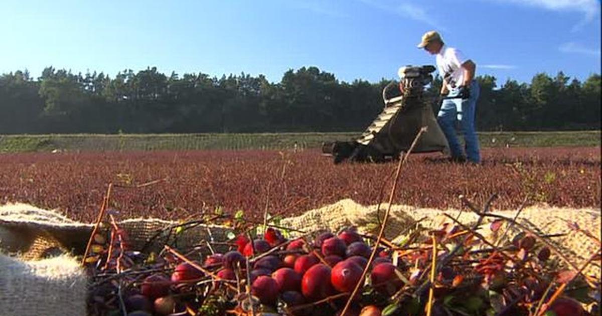 Oregon Field Guide | Cranberry Farming | Season 24 | Episode 2401 | PBS
