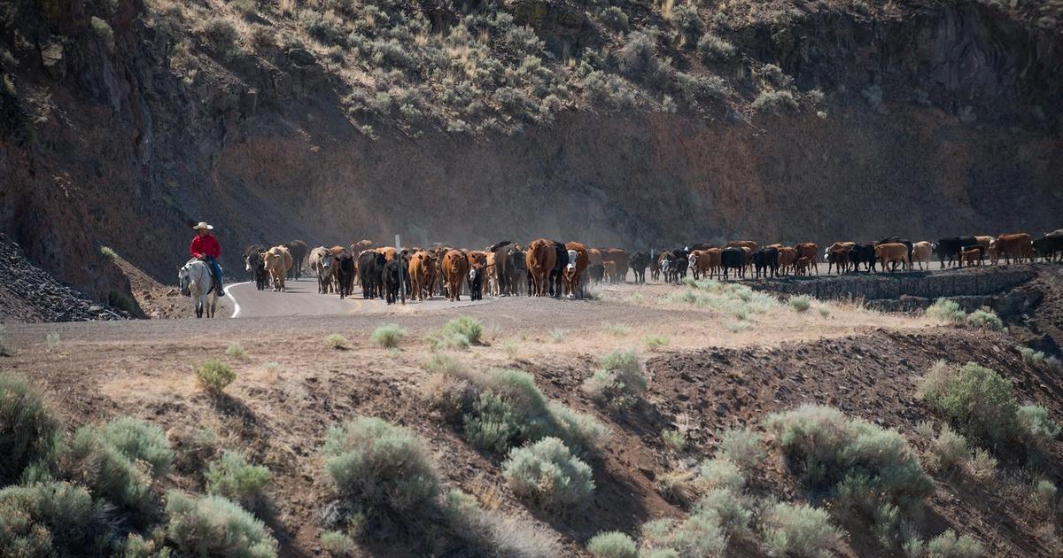 Oregon Field Guide | Cattle Drives | Season 24 | Episode 2403 | OPB