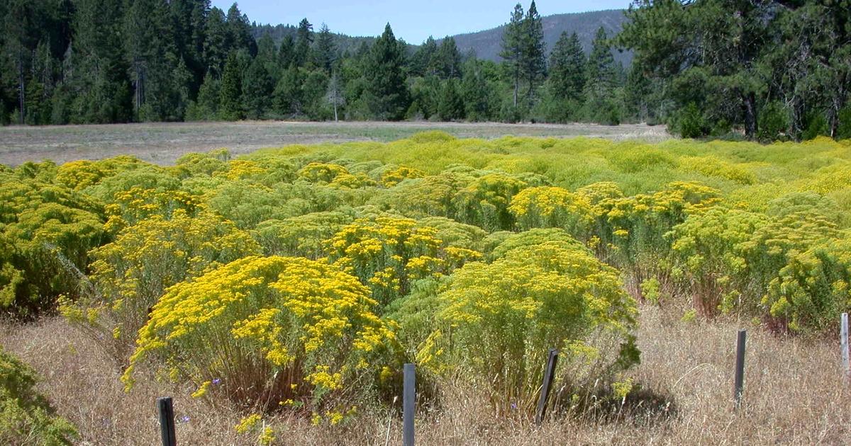 Oregon Field Guide | Yellow Tuft Alyssum | Season 24 | Episode 2404 | PBS