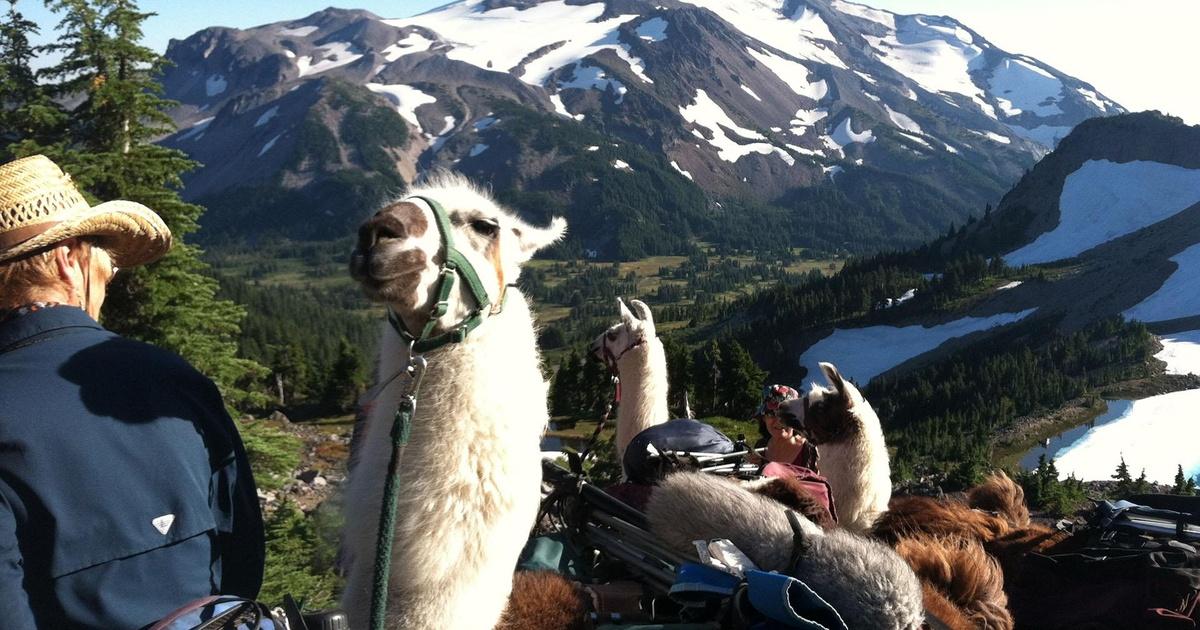 Oregon Field Guide | Llama Backpacking | Season 24 | Episode 2408 | PBS