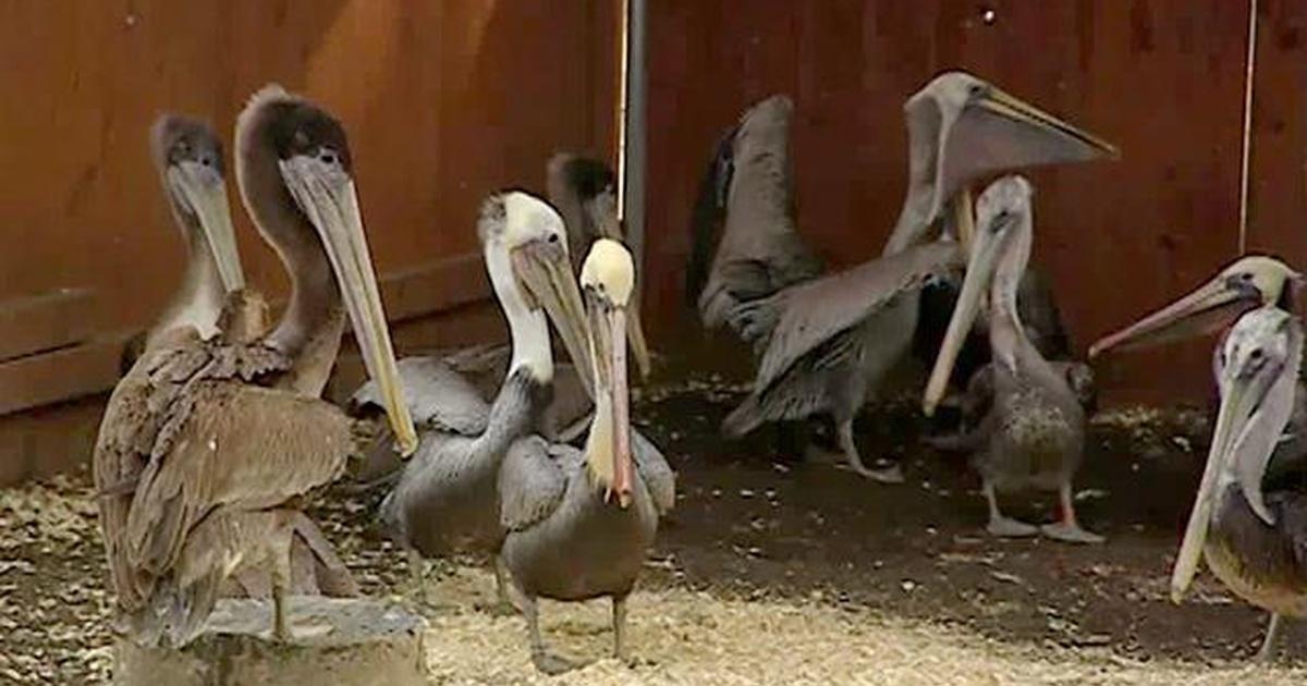 Oregon Field Guide | Brown Pelicans | Season 21 | Episode 2111 | PBS