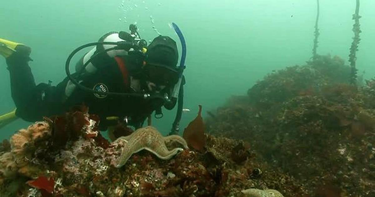 Oregon Field Guide | Diving for Science | Season 24 | Episode 2411 | PBS