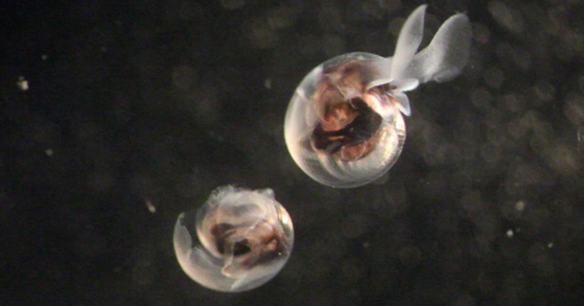 QUEST | Pteropods: Very Small and Very Important | PBS