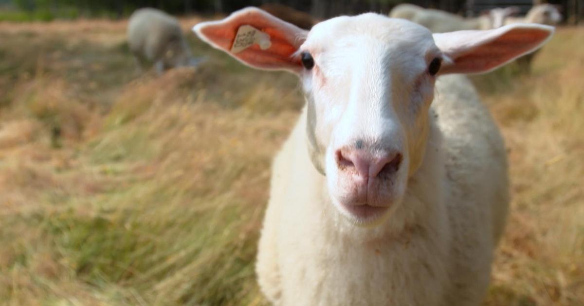 Washington Grown | Sheep | Season 3 | Episode 9 | PBS