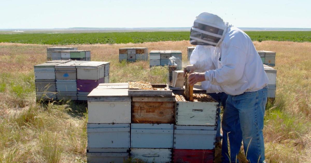 Washington Grown | Bees | Season 3 | Episode 10 | PBS