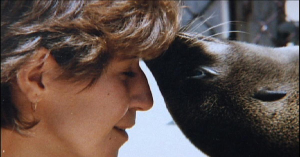 SciGirls | Scientist Profile: Marine Biologist | PBS