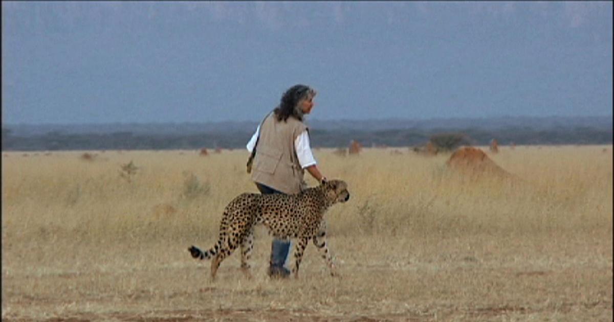 SciGirls | Scientist Profile: Cheetah Conservationist | PBS