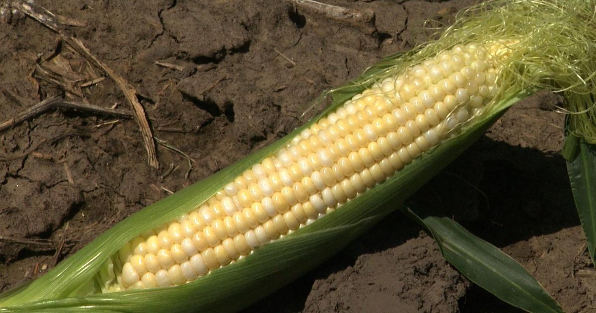 Backyard Farmer | Recycling and Sweet Corn | PBS
