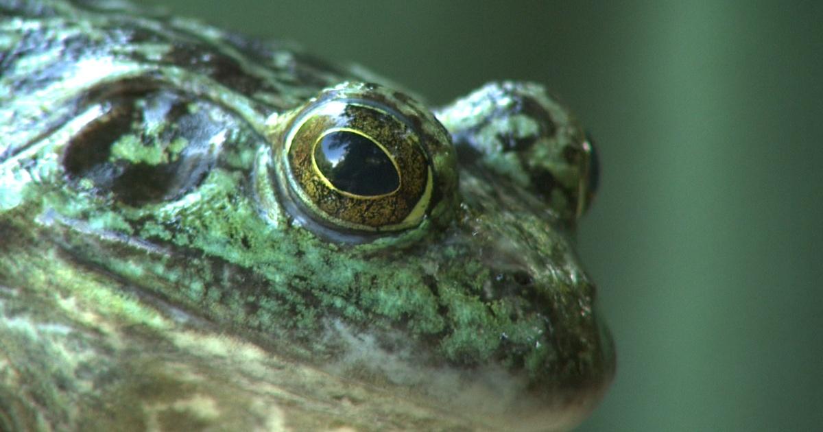 Backyard Farmer | Invasive Bullfrogs, and Oak Trees | PBS