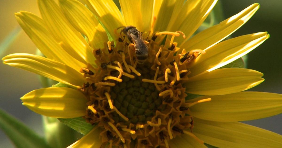 Backyard Farmer | Solitary Bees, and Nebraska City Art | PBS