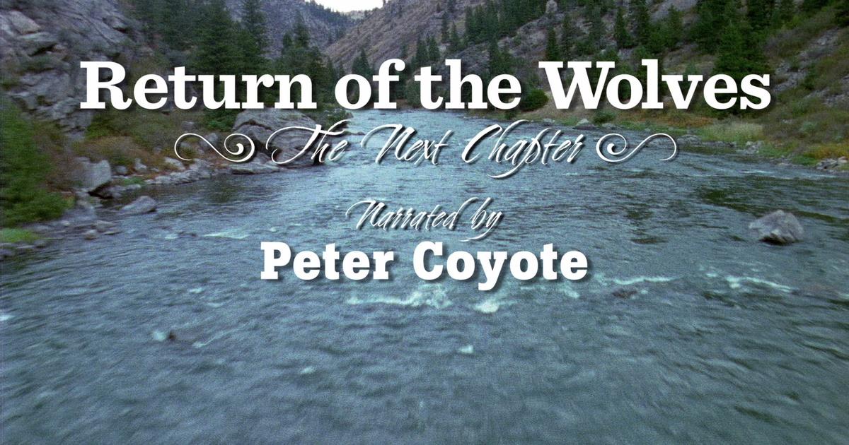 Utah Issues | Return of the Wolves Promo | PBS