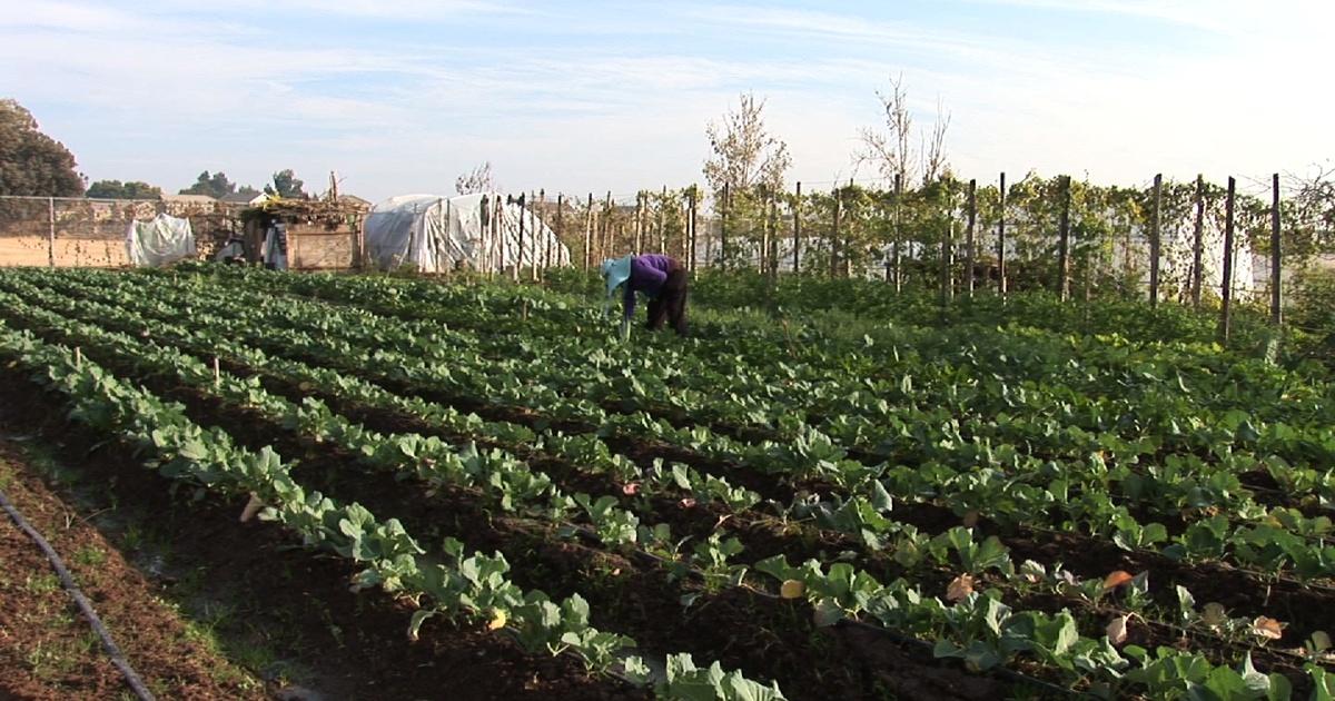 Valley PBS Community byYou | Fresno Community Gardens | Season 2013 ...