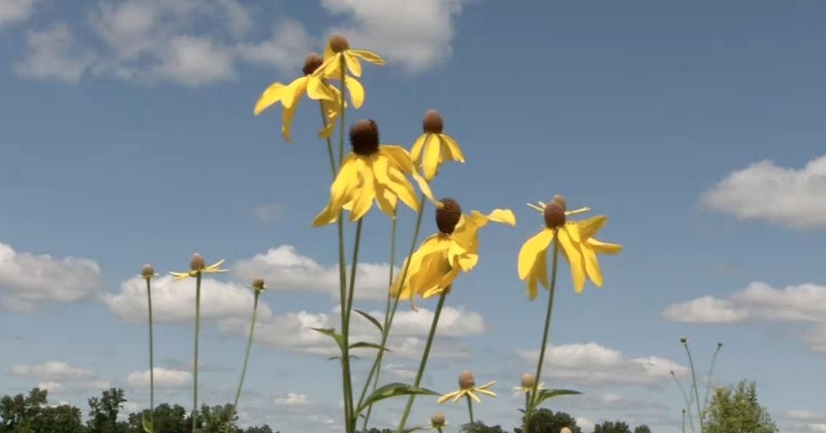 Prairie Yard & Garden | Prairie Flora: History and Future | Season 27 ...