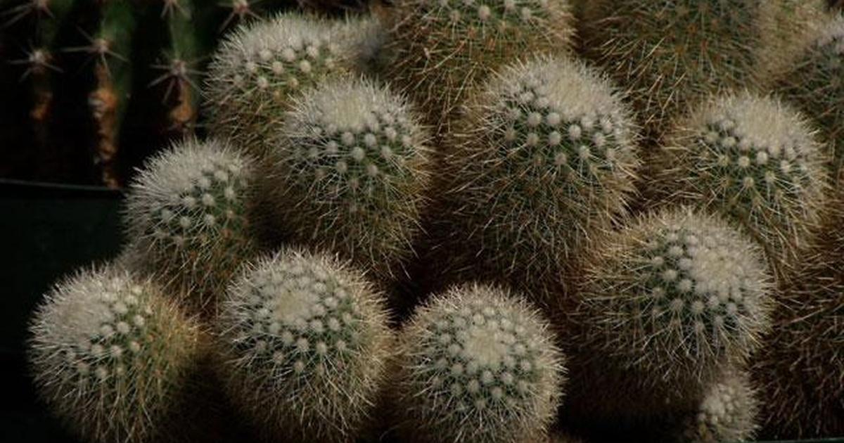 Prairie Yard & Garden | Growing Cactus in Minnesota | Season 26 ...