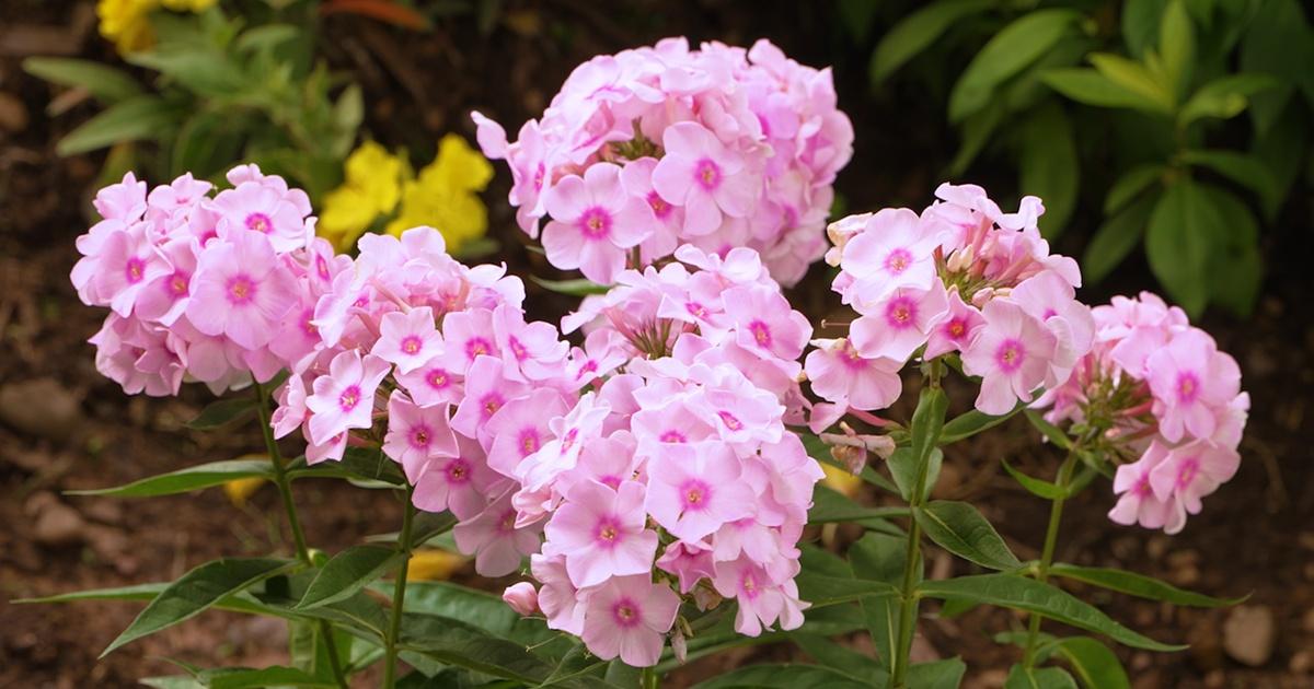 Great Gardening | Colorful Gardens | Season 22 | Episode 3 | PBS