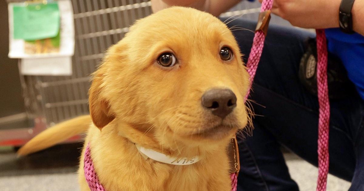 Animal Talk | Puppy Training | Season 1 | Episode 1 | PBS