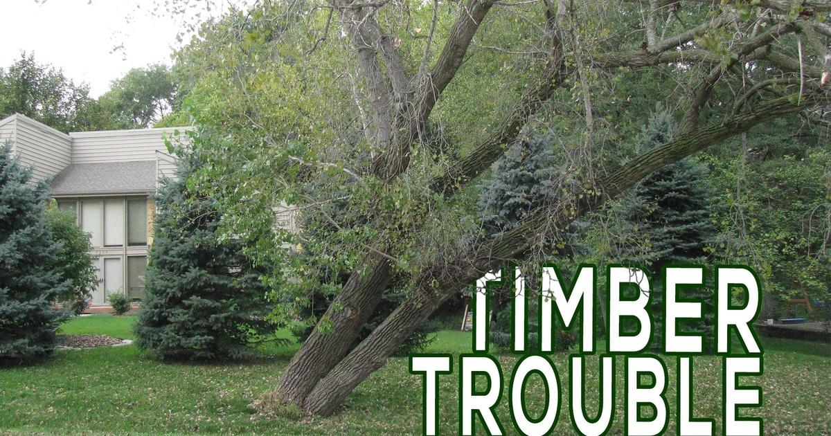 Backyard Farmer | Digging Deeper: Timber Trouble | PBS