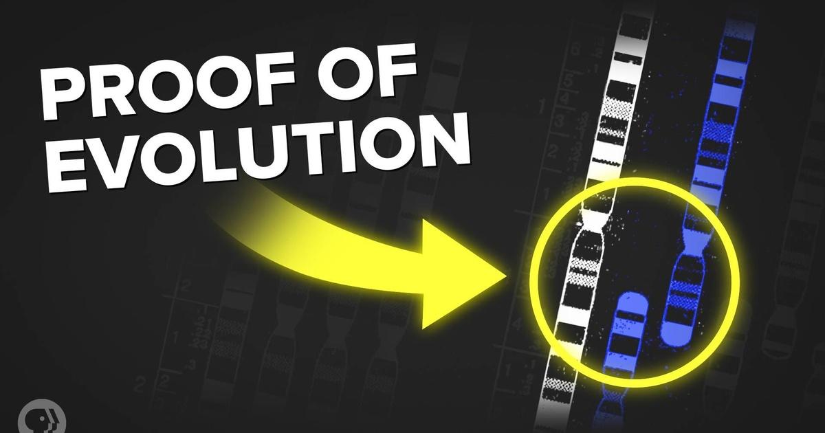 Be Smart | Proof of Evolution Is Hiding in Your DNA | Season 6 ...