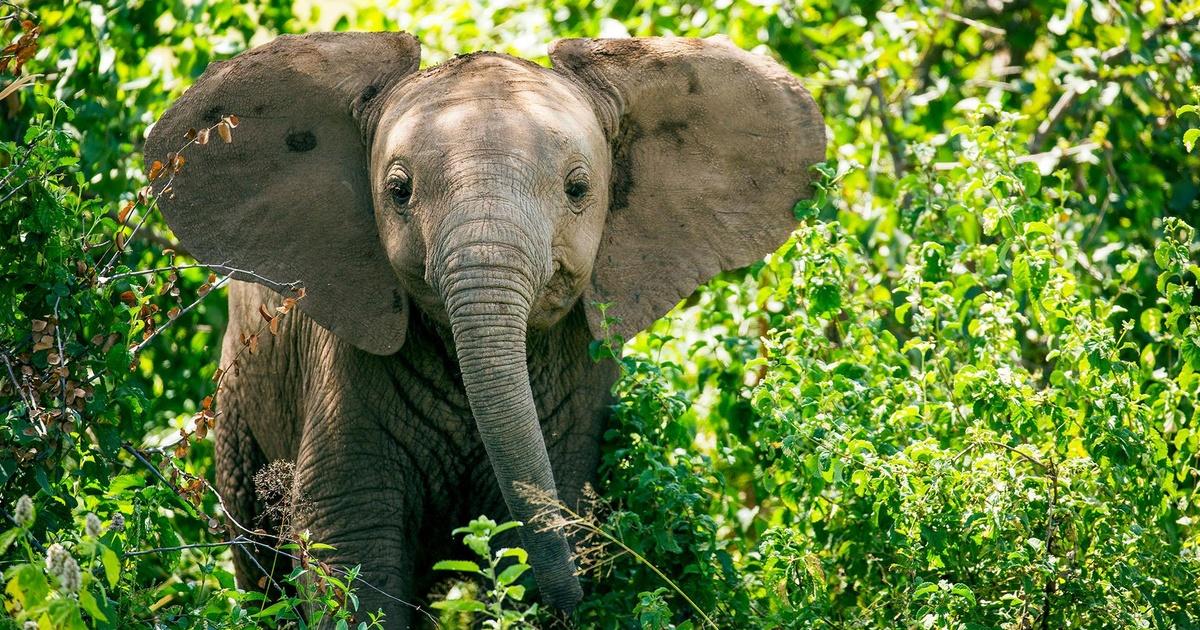 Animal Babies: First Year on Earth | PBS