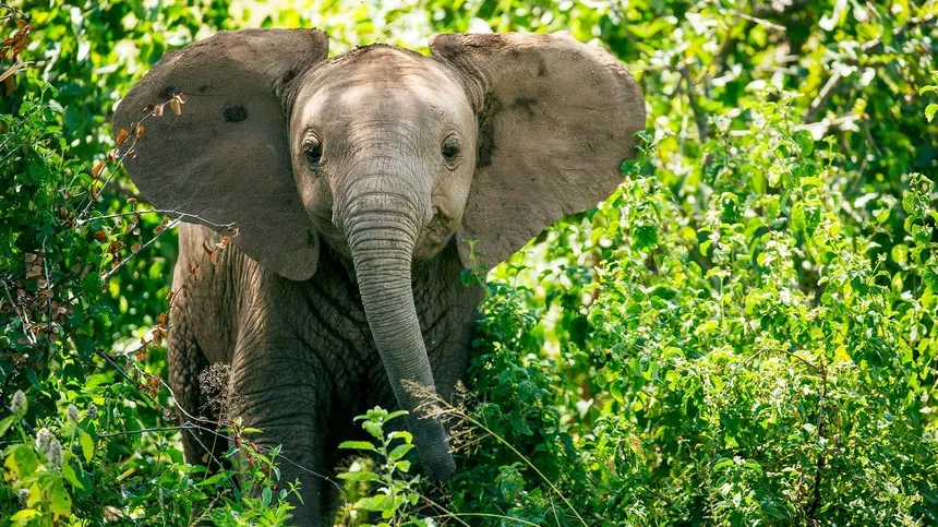 Animal Babies: First Year on Earth | PBS